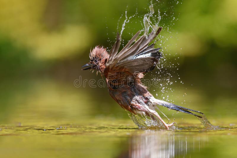 Eurasian Jay Flying Away after Taking a Bath in the Forest in the ...