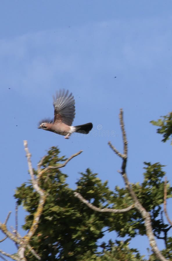Eurasian Jay Flying from a Tree Stock Image - Image of wings, animals ...