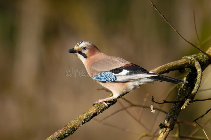 Eurasian Jay Foraging in the Forest Stock Image - Image of songbird ...