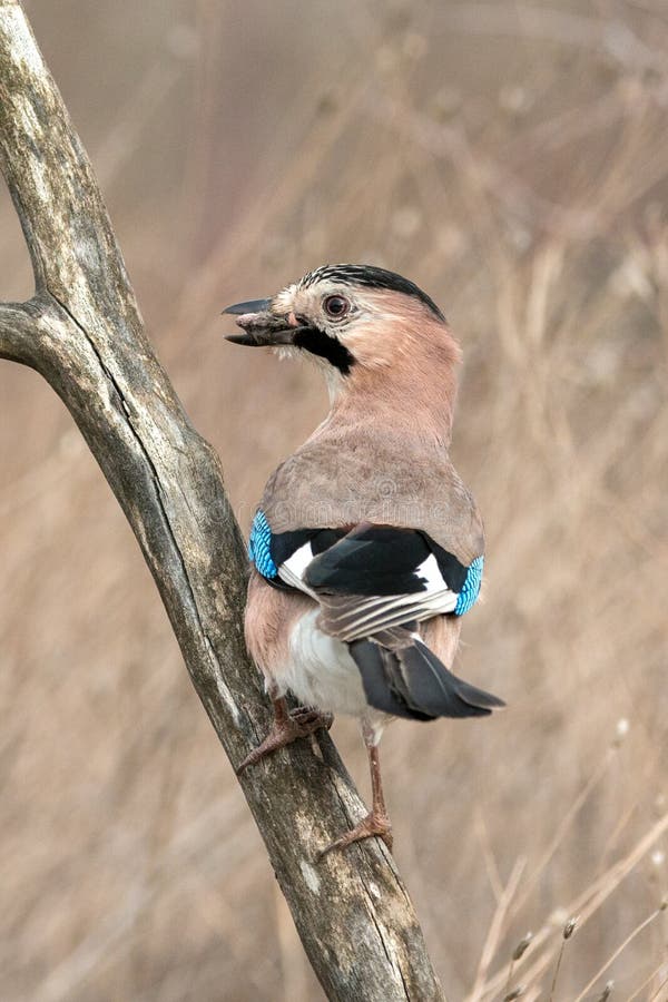 Eurasian Jay Garrulus Glandarius in Flight with Prey in Beak Stock ... Eurasian Jay Garrulus Glandarius in Flight with Prey in Beak Stock ...