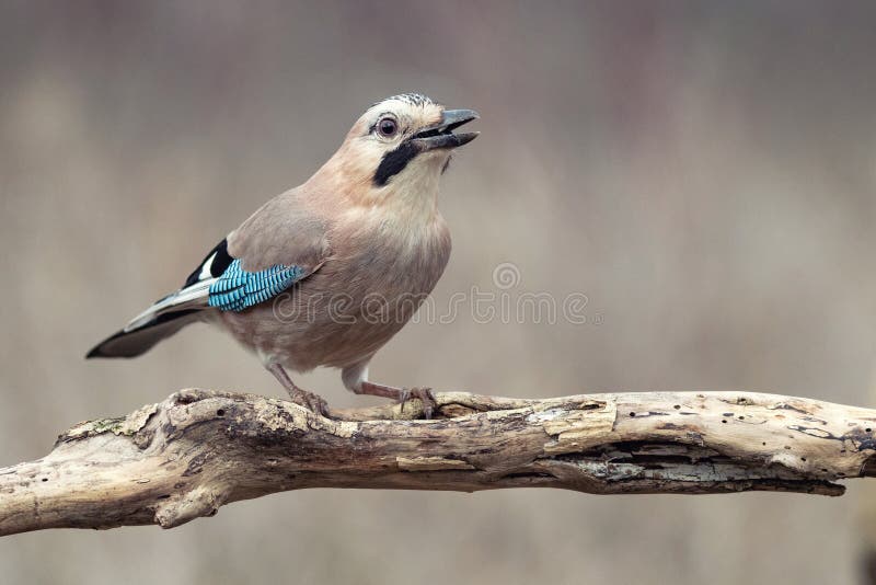 Eurasian Jay, Garrulus Glandarius, Sits on a Dry Branch. Side View ...