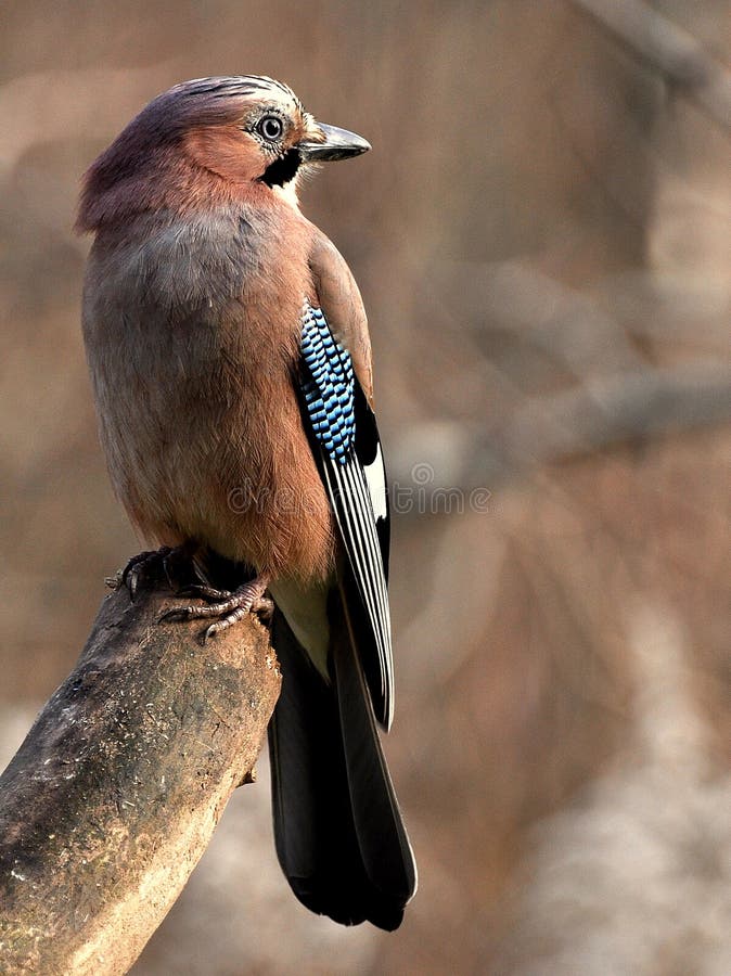 Eurasian Jay Garrulus Glandarius Stock Image - Image of exotic ...