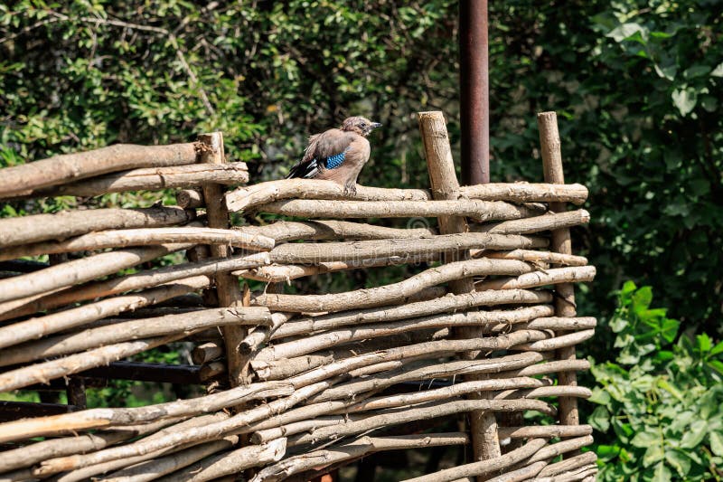 Eurasian Jay Lush Greenery Stock Photos - Free & Royalty-Free Stock ...