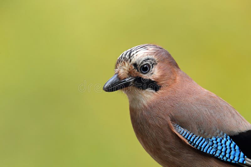 Eurasian Jay, Garrulus Glandarius Stock Image - Image of beautiful ...