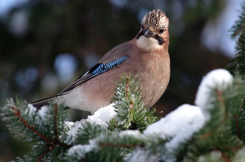Eurasian jay stock photo. Image of bird, alone, glandarius - 110476190