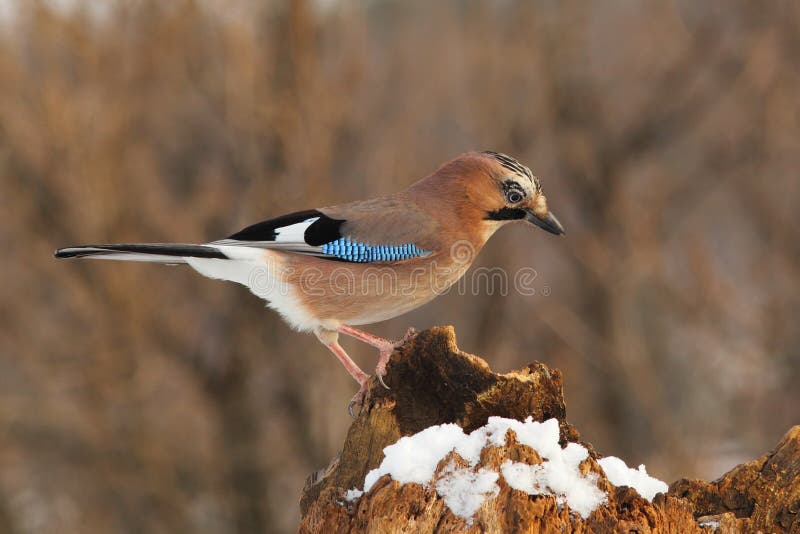 Eurasian Jay on a Rotten Stump Stock Image - Image of environment ...