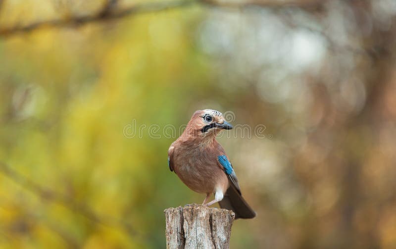 Eurasian Jay is Sitting on a Old Oak Trunk Stock Photo - Image of ...