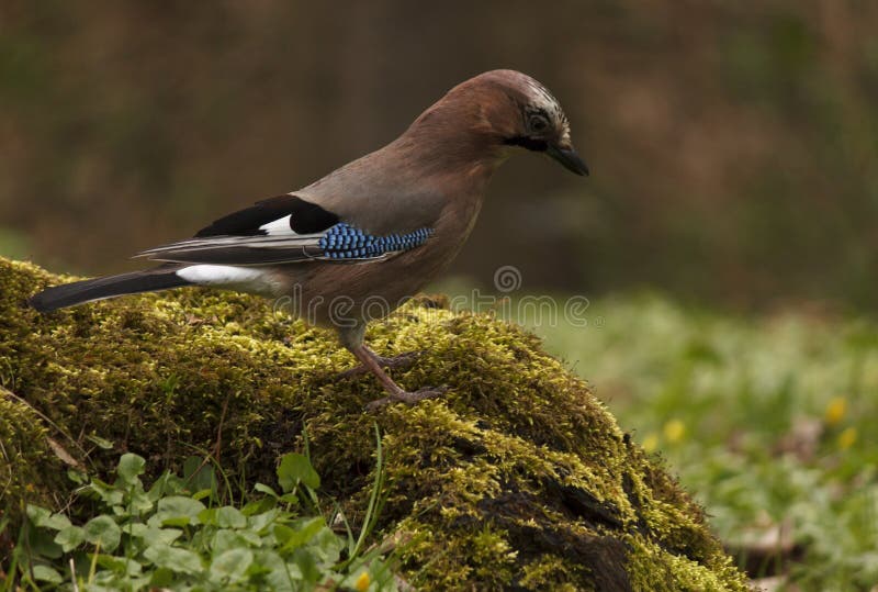 Eurasian jay stock photo. Image of fauna, wild, green - 53476384