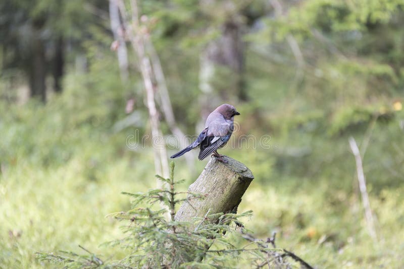 Eurasian Jay Standing on Log in Forest Stock Image - Image of eurasian ...