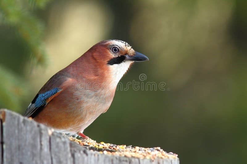 Eurasian Jay Standing on Stump Stock Image - Image of brown, fauna ...