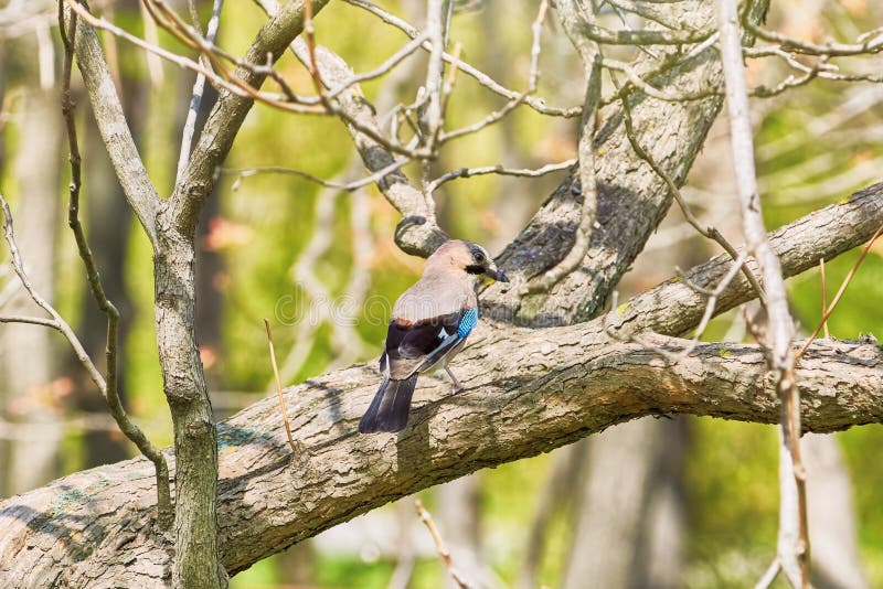 Eurasian Jay on the Tree stock photo. Image of bough - 70505188