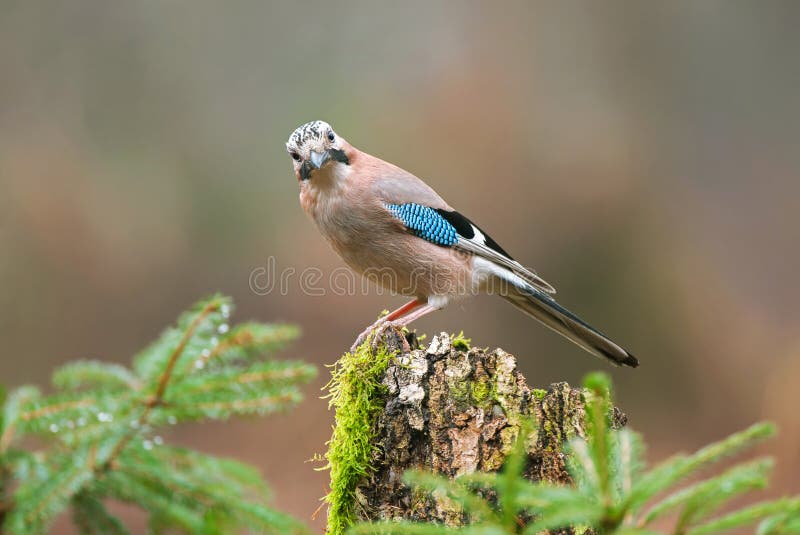 Eurasian Jay on a Tree Stump Stock Image - Image of fauna, beak: 87285579