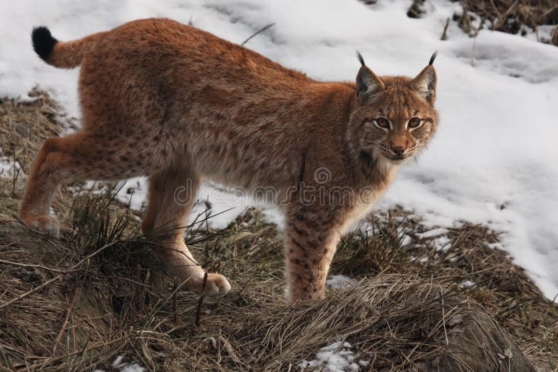 The Eurasian Lynx Lynx Lynx or Carpathian Lynx Walking in the Beginning ...