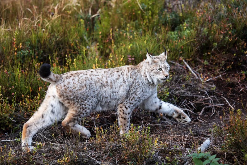 Male Eurasian Lynx Lynx Lynx he Has a Very Light Coat Stock Image ...
