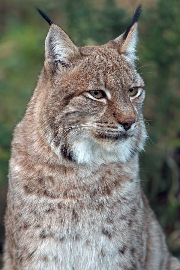 Eurasian Lynx stock photo. Image of mammal, creature - 51423128