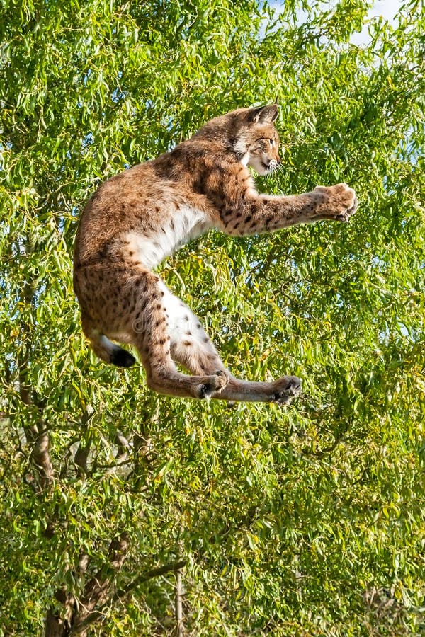 Eurasian Lynx Jumping To Catch Something Stock Image - Image of ...