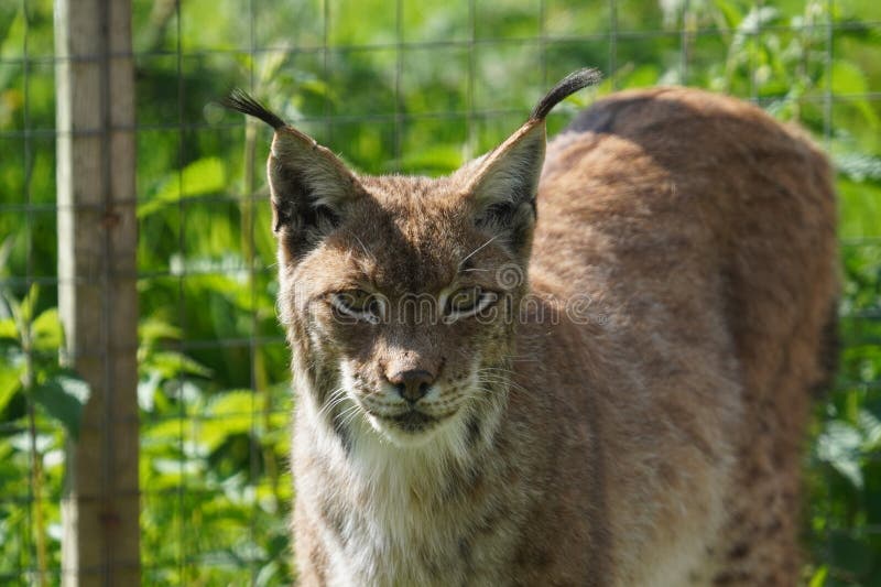 Eurasian lynx looking out stock photo. Image of felinae - 387968852
