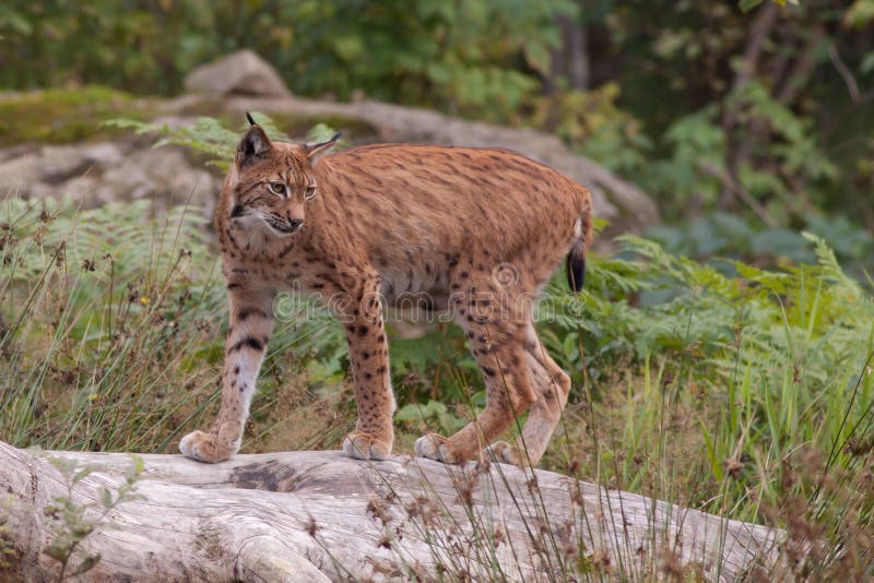 Eurasian Lynx Showing Its Teeth Stock Photo - Image of mother, stare ...