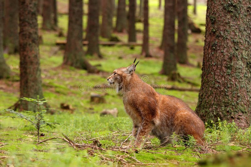Eurasian Lynx stock image. Image of carnivore, male, wild - 41887837