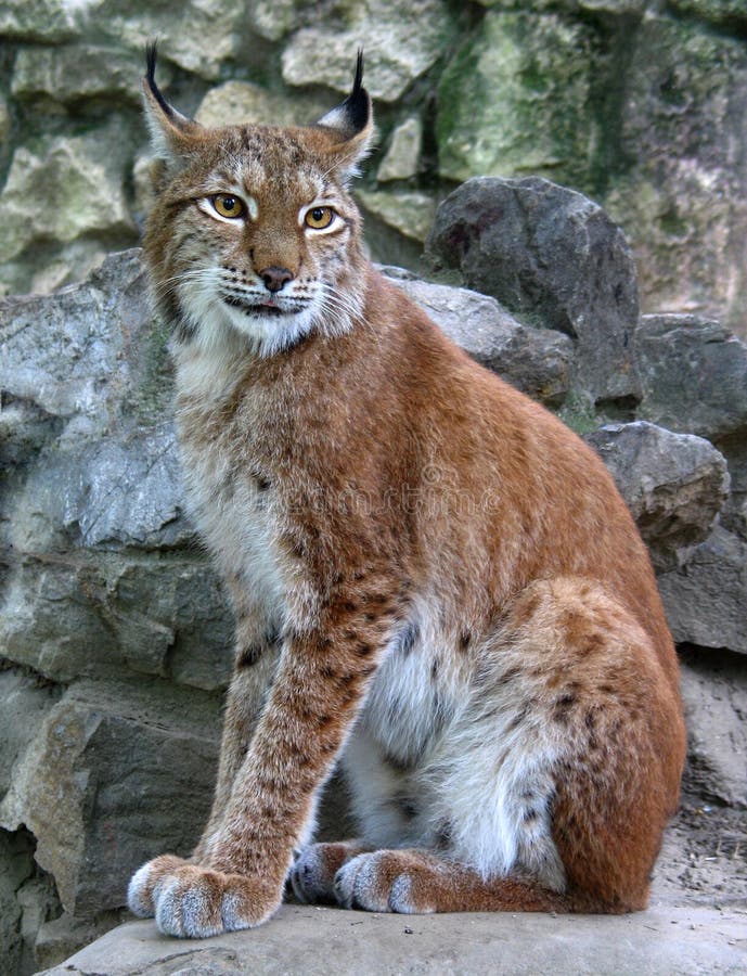 Eurasian lynx (Lynx lynx) stock photo. Image of animal - 269473126