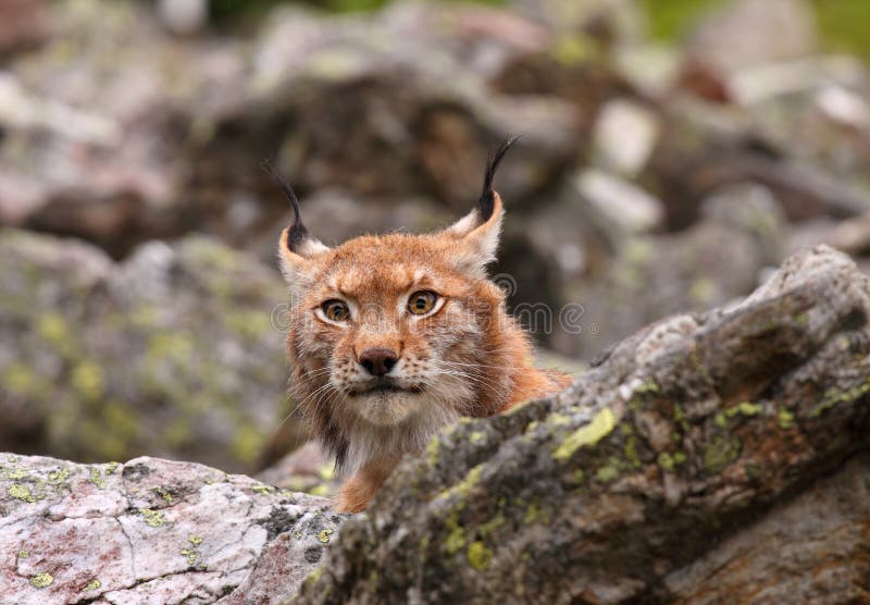 Male Eurasian Lynx Lurking in the Clearing Stock Photo - Image of ...