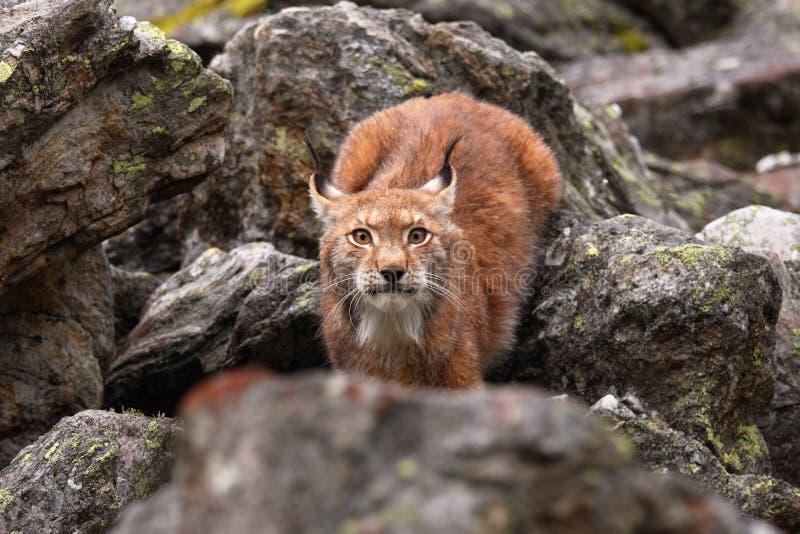 Eurasian Lynx stock photo. Image of eurasian, hunting - 40708090