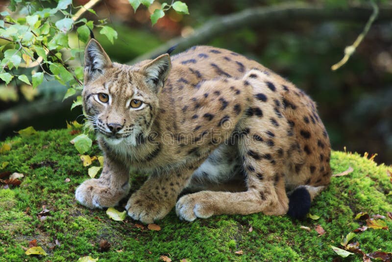 Eurasian Lynx stock image. Image of color, animal, bobcat - 35649965