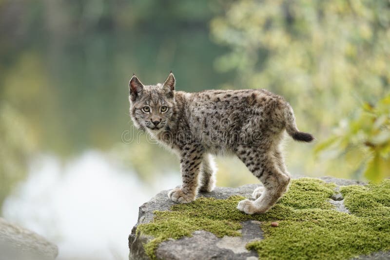 Eurasian lynx on rock stock image. Image of lynx, close - 245375567