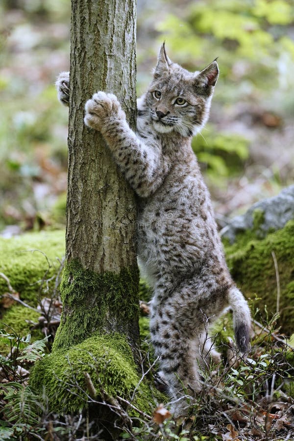 Eurasian Lynx Sharpening Claws Stock Image - Image of lynx, feline ...
