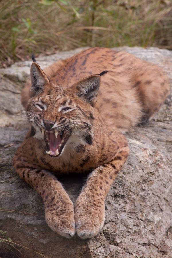 Eurasian Lynx Showing Its Teeth Stock Photo - Image of mother, stare ...