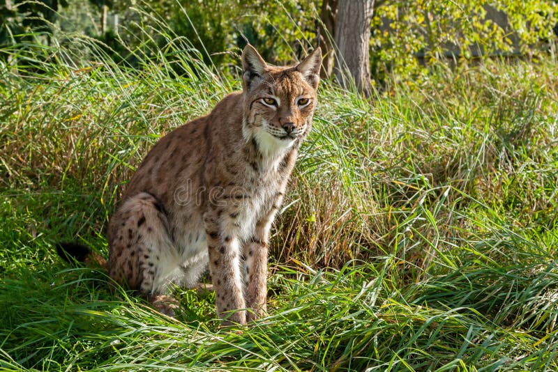 Eurasian Lynx Jumping To Catch Something Stock Image - Image of ...