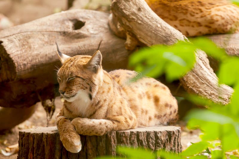 Eurasian lynx sitting on a tree stump