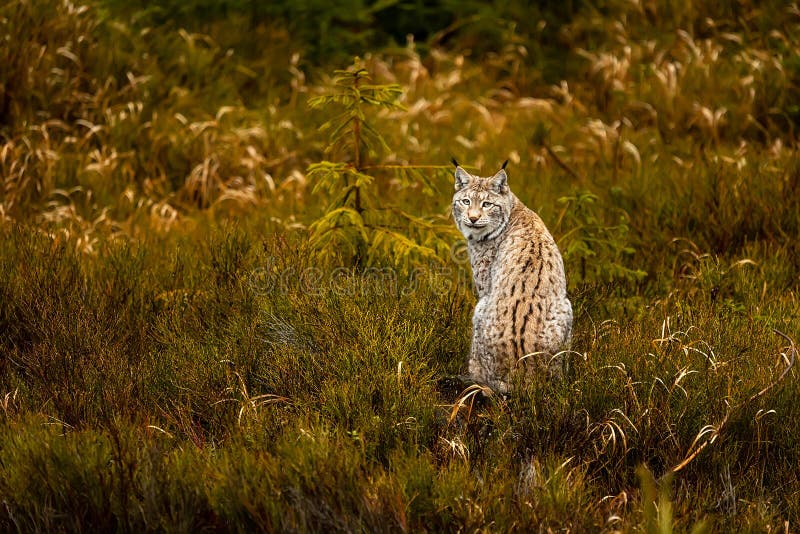 Eurasian Lynx Lynx Lynxsurprised in the Wilderness Stock Image - Image ...
