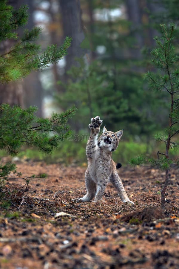 Eurasian Lynx (Lynx Lynx), Young Lynx Attacking Flying Prey. Stock Photo - Image of portrait ...