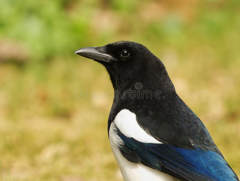 The Eurasian Magpie or Common Magpie (Pica Pica) on the Ground Closeup ...