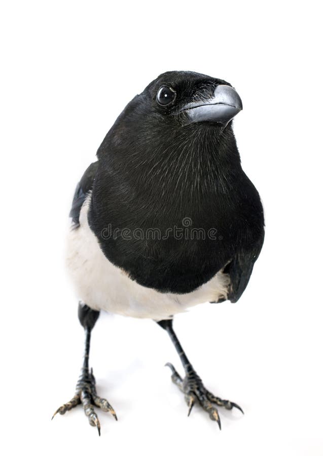 Common Magpie Looking at the Camera, Pica Pica, Isolated Stock Photo ...