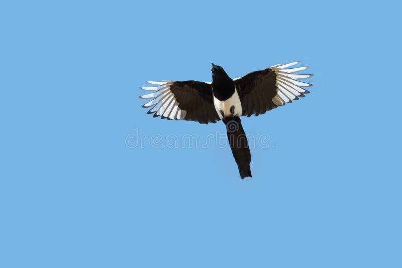 Eurasian Magpie or Magpie, Pica Pica, in Flight. Stock Image - Image of ...