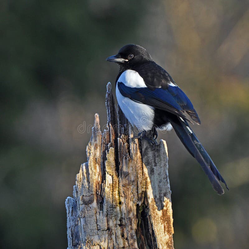 European Magpie, Pica Pica, Sitting in Rain Stock Photo - Image of ...