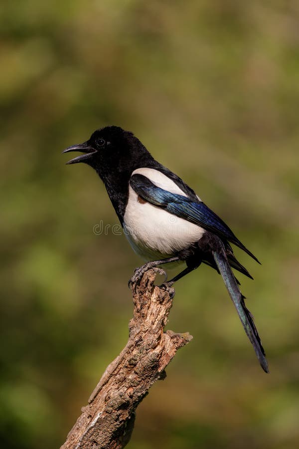 Eurasian magpie Pica pica stock image. Image of spring - 263403673