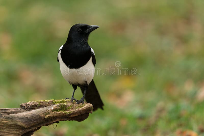 Eurasian magpie stock photo. Image of autumn, stub, pica - 64257184