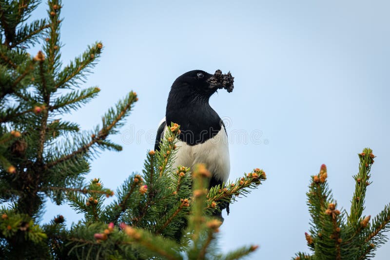 An Eurasian Magpie Sitting in a Tree Stock Photo - Image of eurasian ...