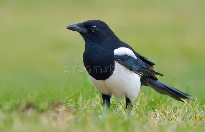 Eurasian Magpie Standing in Green Grass Stock Photo - Image of ...