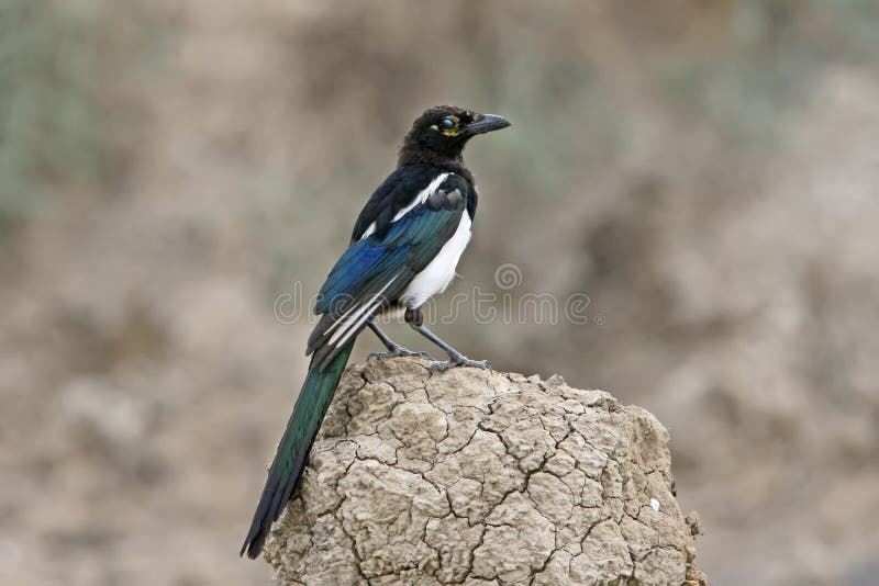 Eurasian Magpie with an Unusual Face Stock Photo - Image of forest ...