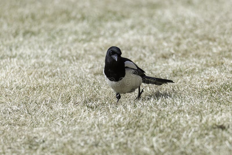 Eurasian Magpie Walking on Grass Stock Photo - Image of bird, white ...