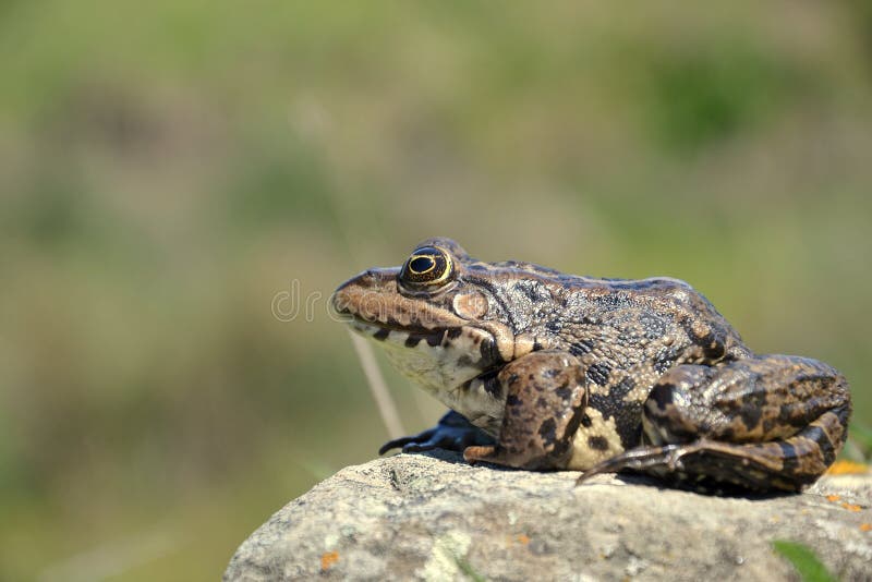 Eurasian Marsh Frog stock image. Image of england, ludicrous - 91585723