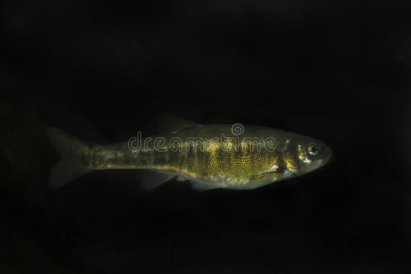 Eurasian Minnow, Common Minnow Phoxinus Phoxinus. Stock Photo - Image ...