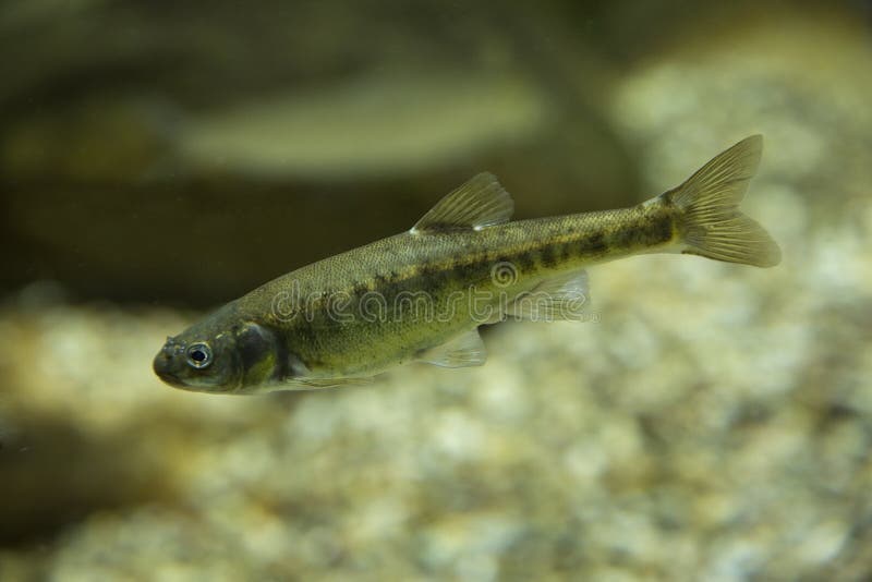 Eurasian Minnow Phoxinus Phoxinus. Stock Photo - Image of animal, fauna ...