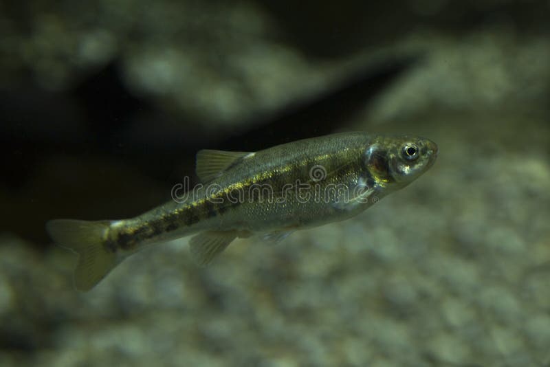 Eurasian Minnow Phoxinus Phoxinus. Stock Photo - Image of underwater ...