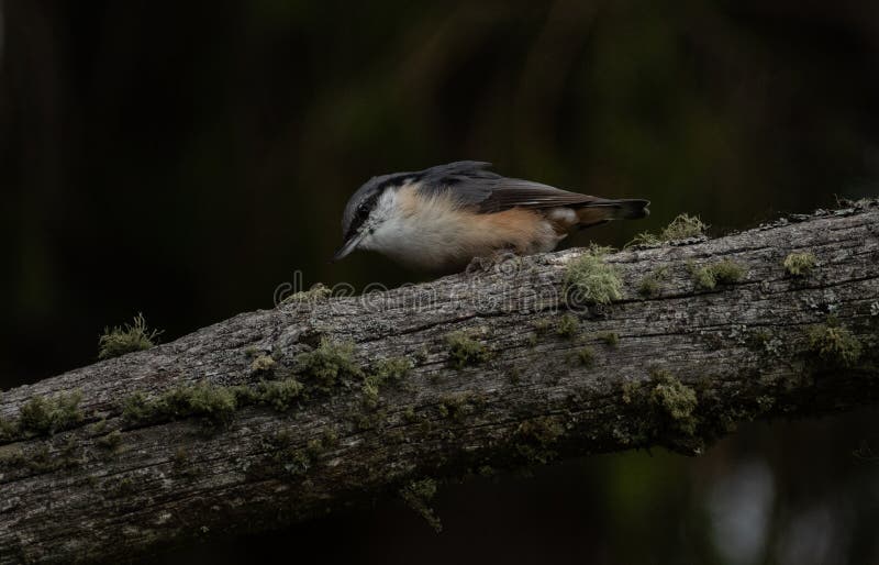 Eurasian Nuthatch with a Blurred Background Stock Image - Image of tree ...