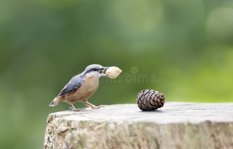Eurasian Nuthatch Eating a Nut on a Tree Stump Stock Image - Image of ...